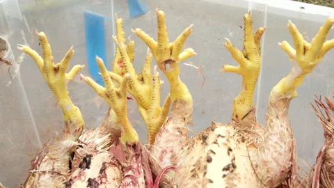 Close up of chicken feet sticking out in... | Stock Video | Pond5
