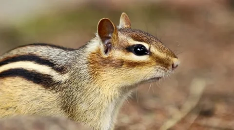 Chipmunk Stock Footage ~ Royalty Free Stock Videos | Pond5