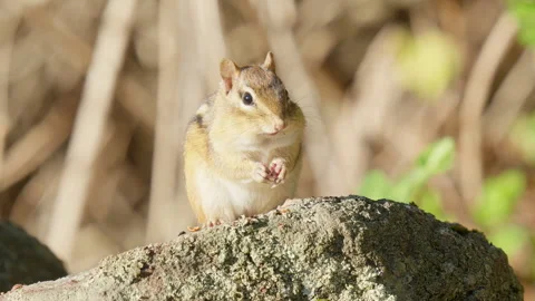 Close up Chipmunk Stare with Full Cheeks... | Stock Video | Pond5