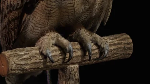 Close up of the claws of a big owl sitti... | Stock Video | Pond5