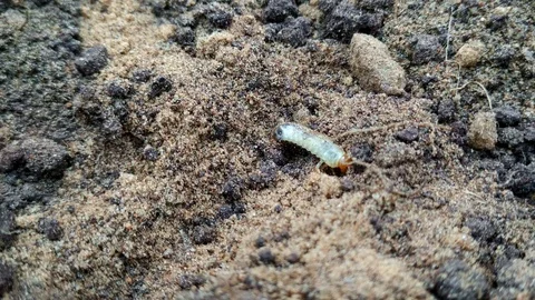 Tiny Burrowing Insects Stock Videos – Royalty-Free HD & 4K Videos