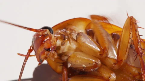 Dying Cockroach Stock Video Footage | Royalty Free Dying Cockroach ...