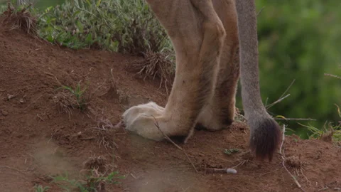 Close up of a collared female lion's bac... | Stock Video | Pond5