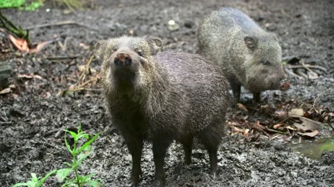 Close Up Of Collared Peccaries Sniffing | Stock Video | Pond5