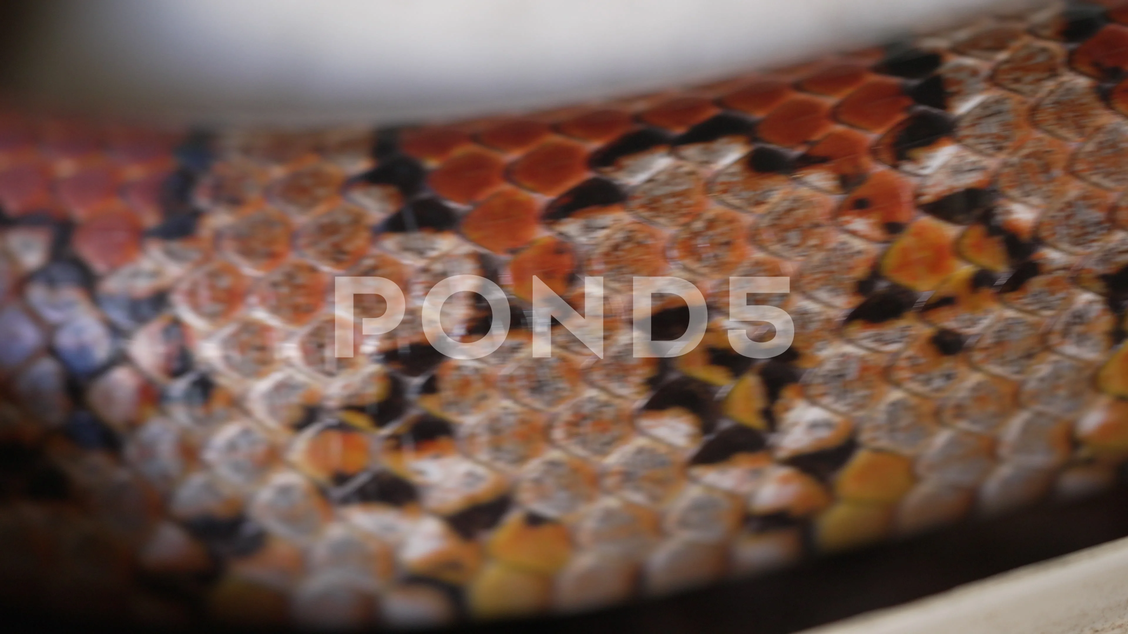 Colorful Snake Scales Close Up