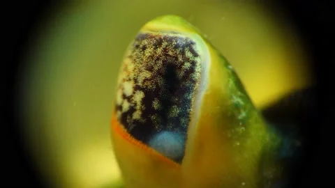 Close-up, compound eye in a Green or Sho... | Stock Video | Pond5