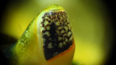 Close-up, compound eye in a Green or Sho... | Stock Video | Pond5