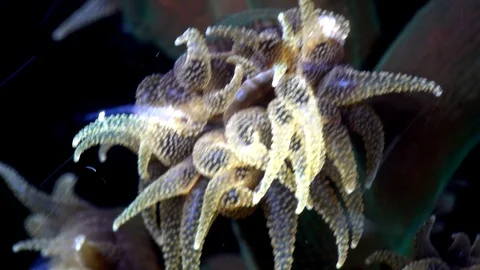 Close up on coral polyps looking like fl... | Stock Video | Pond5