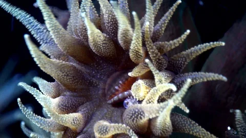 Polyp Animal Stock Footage ~ Royalty Free Stock Videos | Pond5