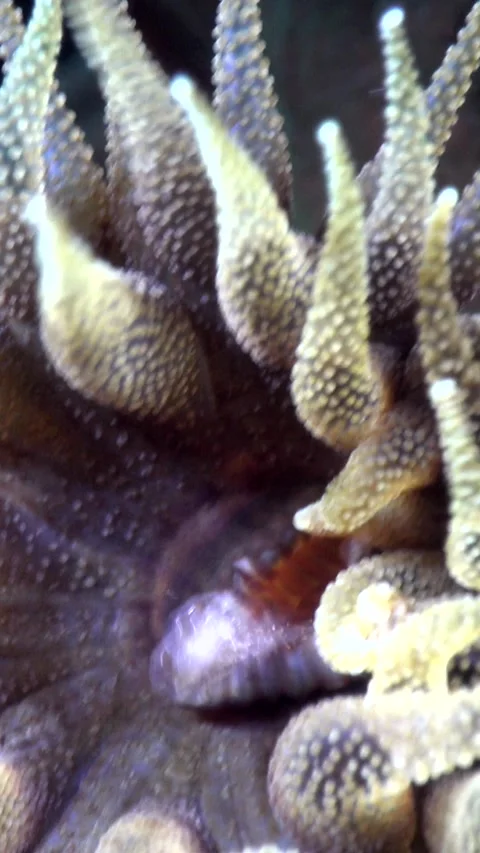 Polyp Animal Stock Footage ~ Royalty Free Stock Videos | Pond5