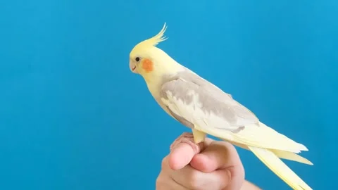 Close-up of a Corella parrot sitting on ... | Stock Video | Pond5