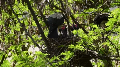 Young Crow Stock Videos – Royalty-Free HD & 4K Videos | Page 2