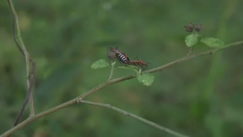 Close up of a couple of orange color bee... | Stock Video | Pond5