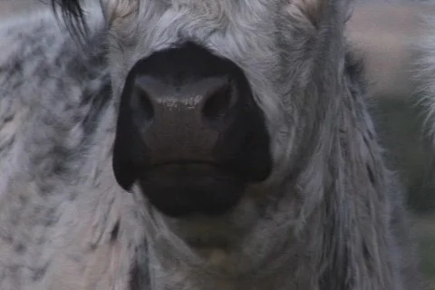 Cow Chew Cud Stock Footage ~ Royalty Free Stock Videos | Pond5