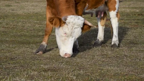 Cow Lick Stock Footage ~ Royalty Free Stock Videos | Pond5