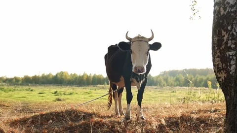 Close-up of cows grazing on grass in a f... | Stock Video | Pond5