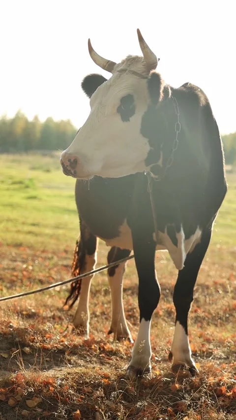 Close-up of cows grazing on grass in a f... | Stock Video | Pond5