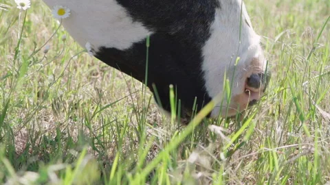 Close-up of Cow's Jaw Biting off Grass i... | Stock Video | Pond5