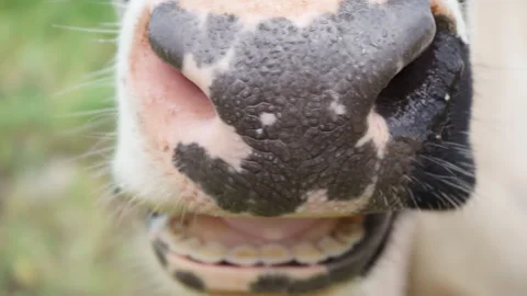 Cow Nose Stock Footage ~ Royalty Free Stock Videos | Page 2