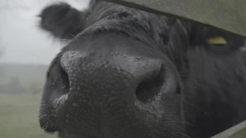 Cow Chewing Cud Gif