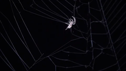 Close up of creepy spider crawling on we... | Stock Video | Pond5