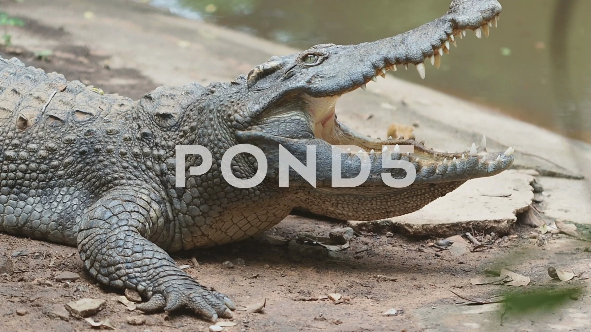 Crocodile Head Open Mouth