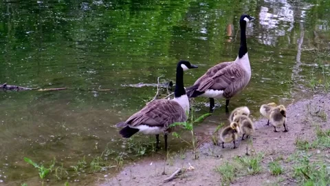 Close crop of goose parents with five ye... | Stock Video | Pond5