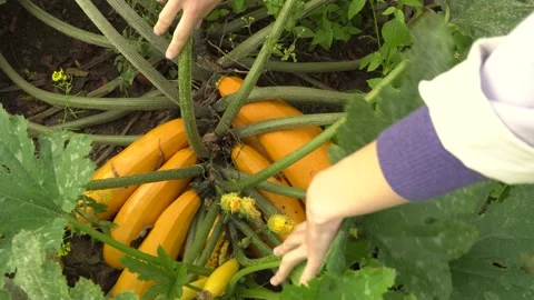 Close-up of a crop of orange yellow zucc... | Stock Video | Pond5