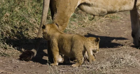 Lion Feet Stock Footage ~ Royalty Free Stock Videos | Pond5