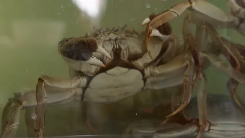 Close-up: Crustaceans swimming in aquari... | Stock Video | Pond5