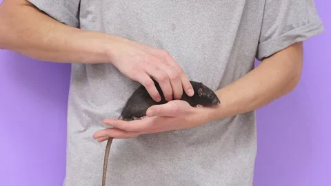 Mouse Crawling Stock Videos – Royalty-Free HD & 4K Videos | Page 3