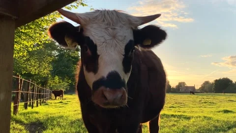 Close up cute and big cow on a farm at s... | Stock Video | Pond5