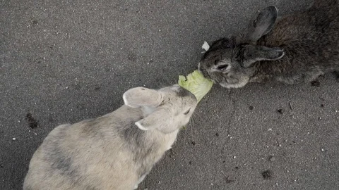 Close Up Cute Bunny Rabbits On Japanese ... | Stock Video | Pond5