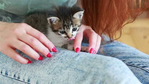 Close up of cute kitty in woman's hands. | Stock Video | Pond5