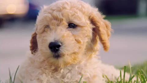 Labradoodle Stock Video Footage | Royalty Free Labradoodle Videos | Pond5