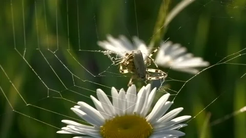 Close up of daisy flower with a spider a... | Stock Video | Pond5
