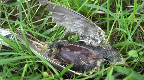 A But Soun Stock Videos – Royalty-Free HD & 4K Videos