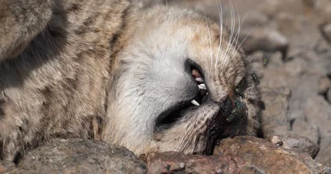 Close-up of dead cat head. Cat ran acros... | Stock Video | Pond5