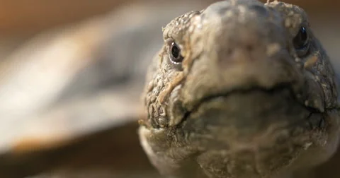 Desert Tortoise Stock Footage ~ Royalty Free Stock Videos | Pond5