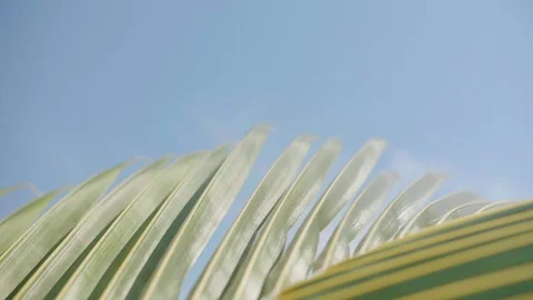 Close up details of a palm frond leaf of... | Stock Video | Pond5