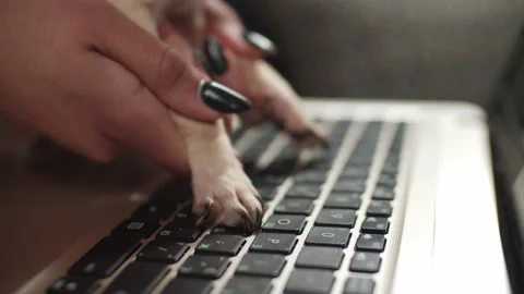 Push Paws Stock Video Footage | Royalty Free Push Paws Videos | Pond5