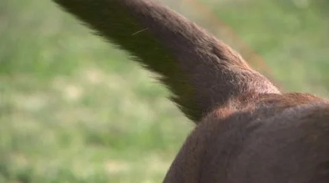 Tails Up Stock Videos – Royalty-Free HD & 4K Videos