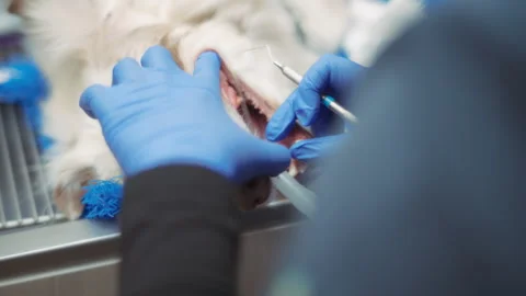 Close up of a dog's mouth during a denta... | Stock Video | Pond5