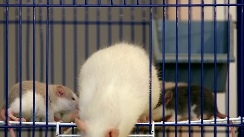 Close-up of domestic white pet small rat... | Stock Video | Pond5