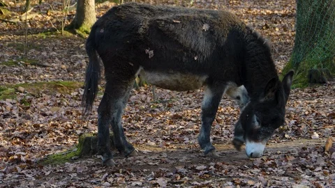 Petting Ass Stock Video Footage | Royalty Free Petting Ass Videos | Pond5