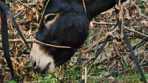 Drool Stock Videos – Royalty-Free HD & 4K Videos | Pond5