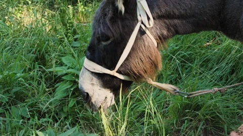 Close-up of donkey head frozen with gras... | Stock Video | Pond5