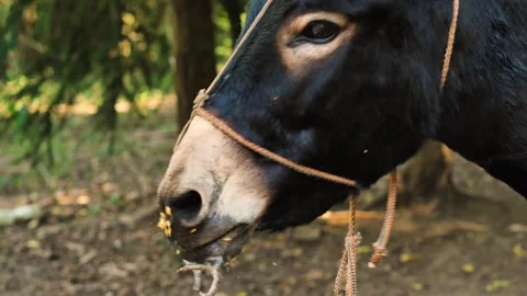 Close-up of a donkey muzzle chewing food... | Stock Video | Pond5