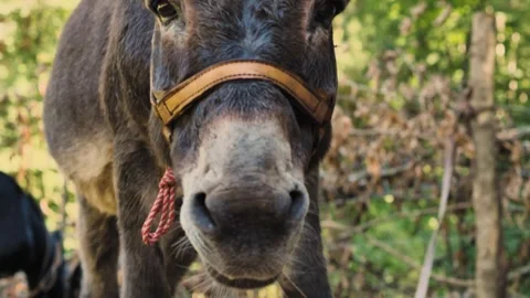 Close-up of a donkey muzzle chewing food... | Stock Video | Pond5