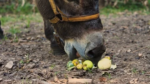 Close-up of a donkey muzzle eating fruit... | Stock Video | Pond5